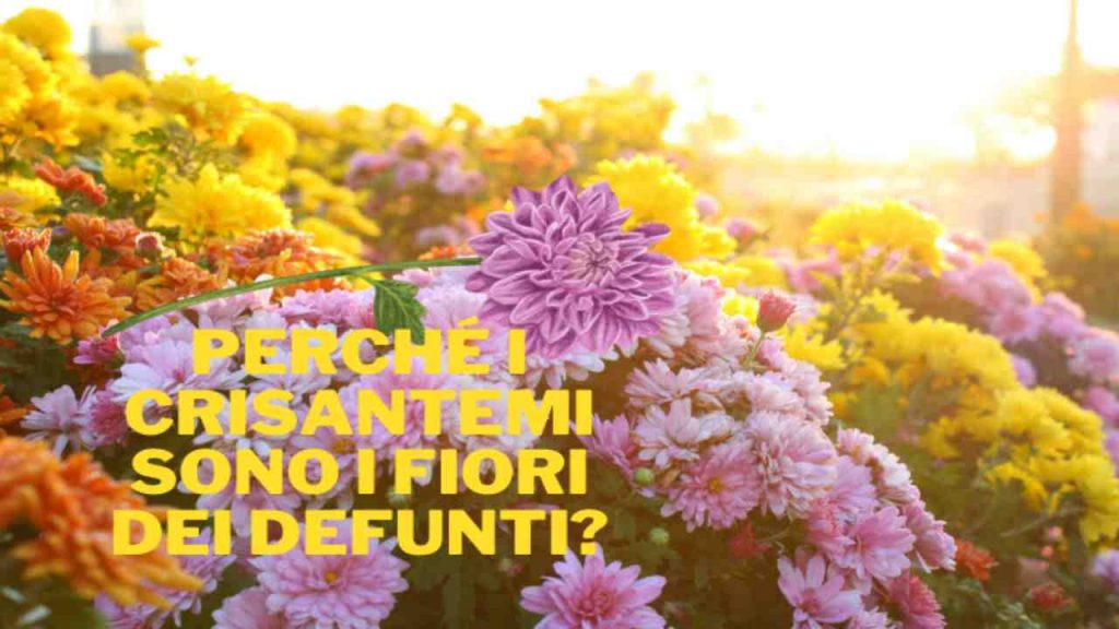 Perché i crisantemi sono i fiori dei defunti? Curiosità e alternative ...